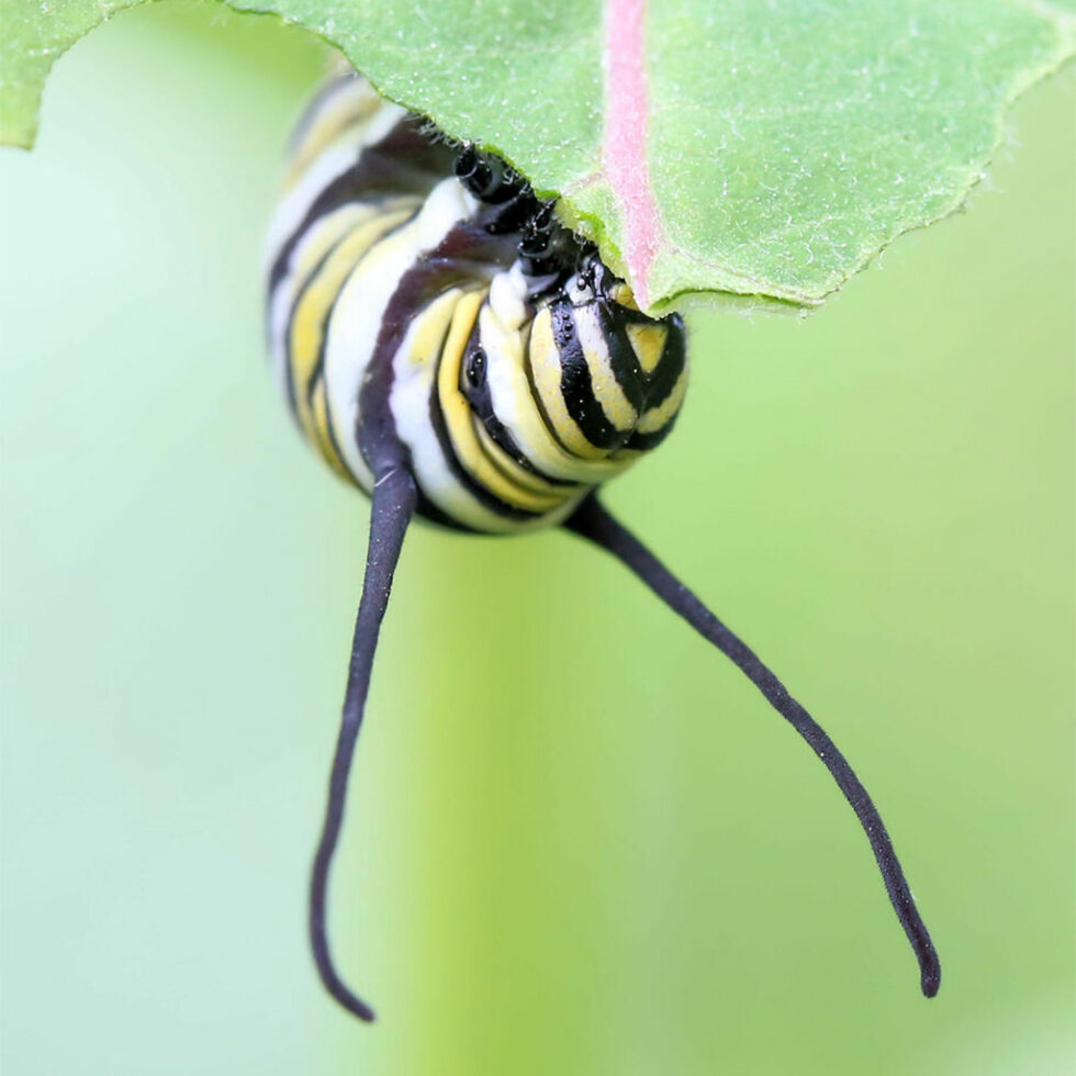 More about monarch butterflies, under threat from a parasite found in ...