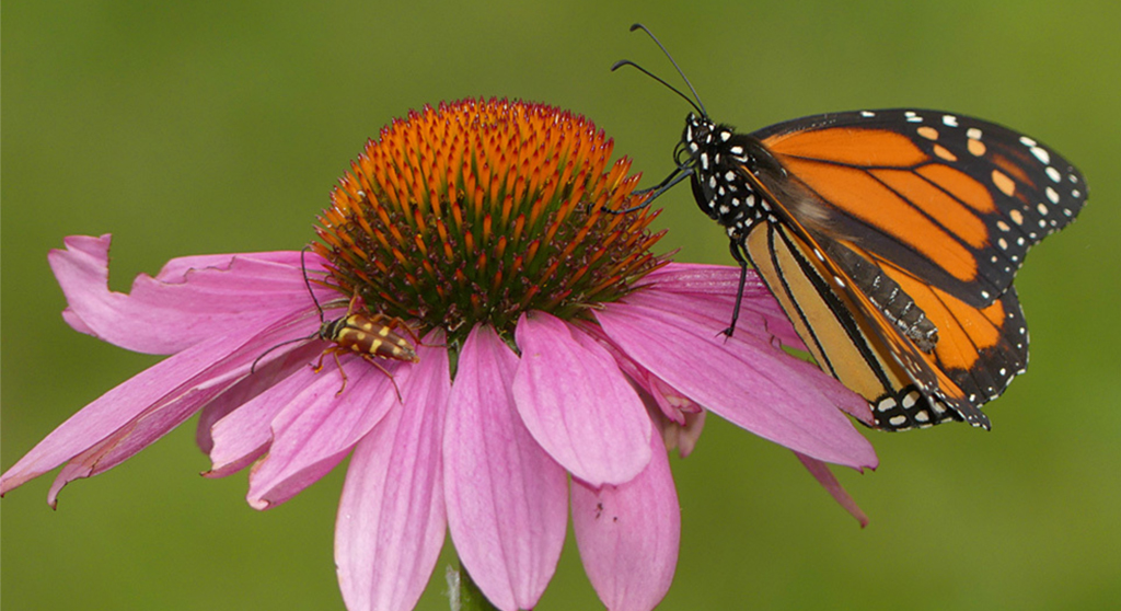 More about monarch butterflies, under threat from a parasite found in ...