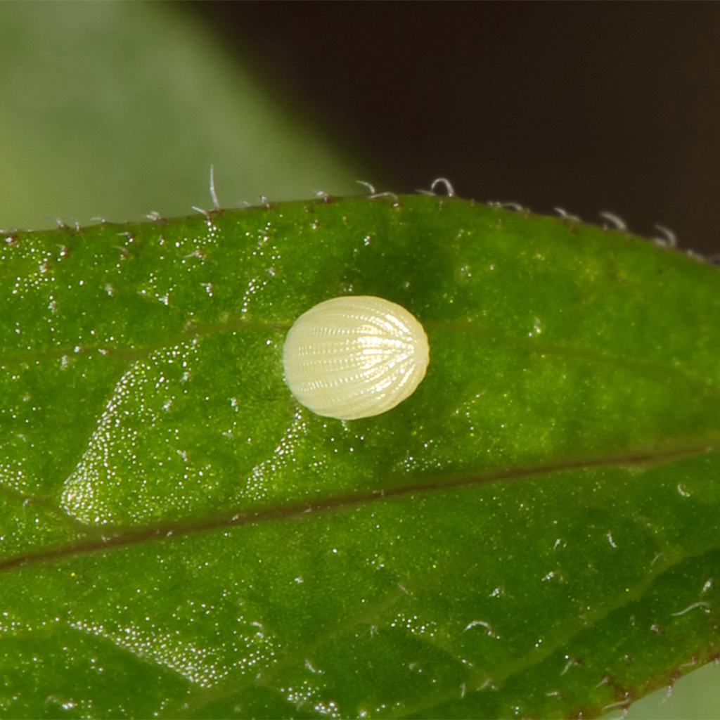 More about monarch butterflies, under threat from a parasite found in ...