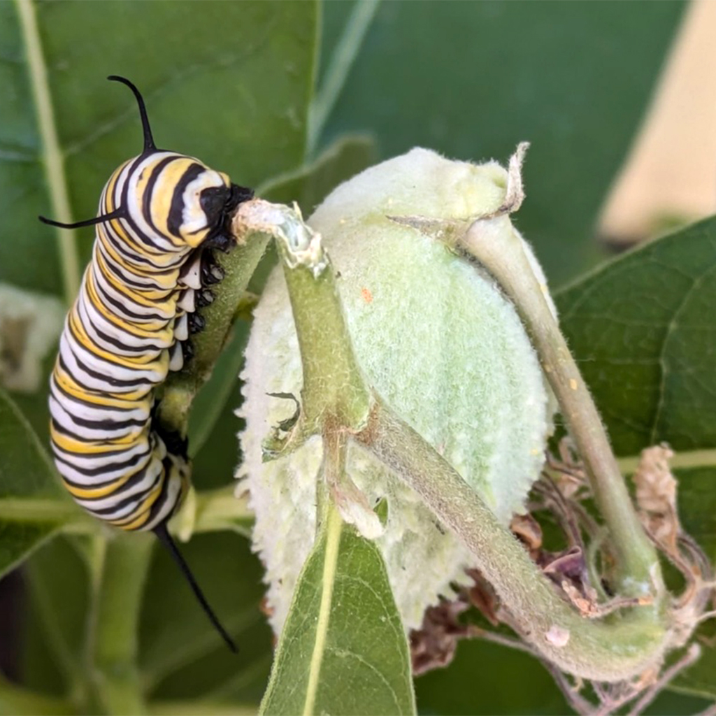 More about monarch butterflies, under threat from a parasite found in ...