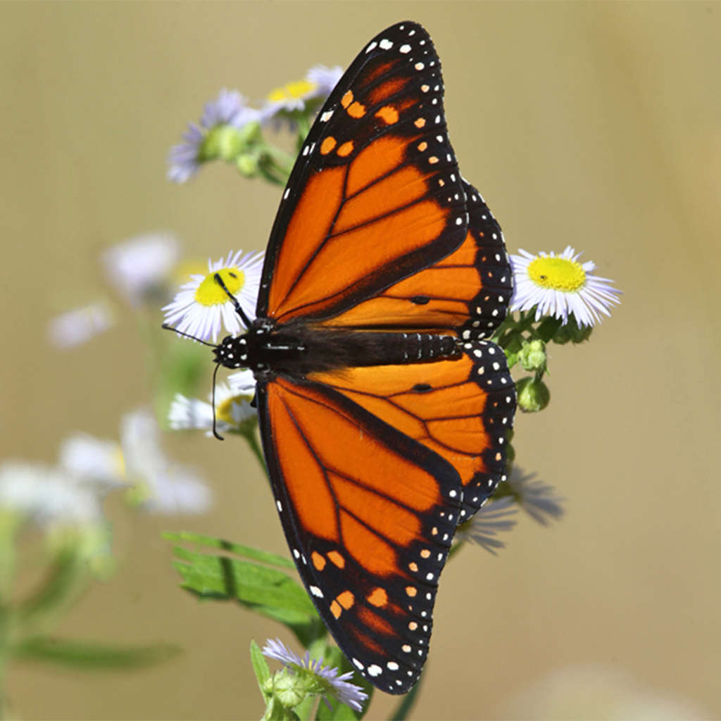 More about monarch butterflies, under threat from a parasite found in ...