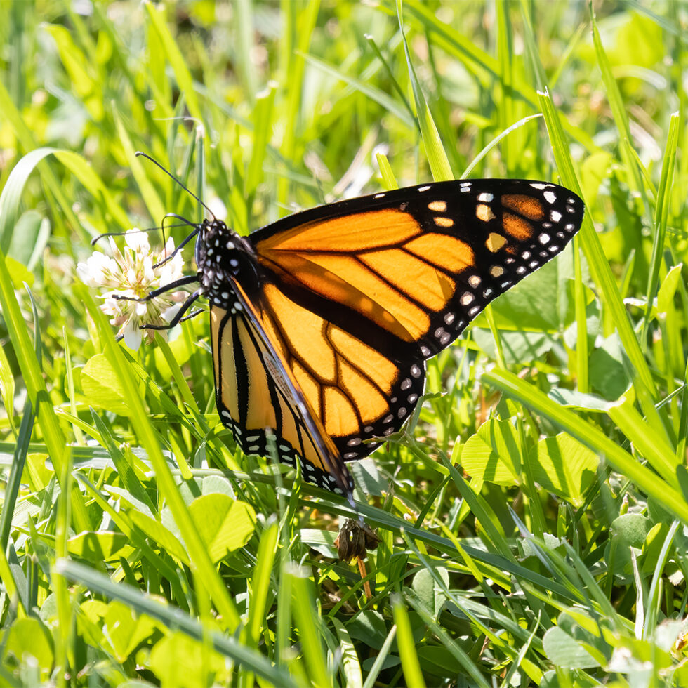 More about monarch butterflies, under threat from a parasite found in ...