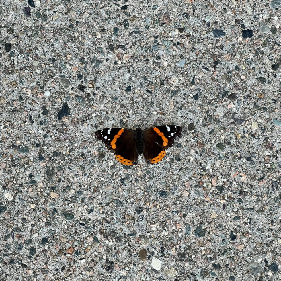 More about monarch butterflies, under threat from a parasite found in ...