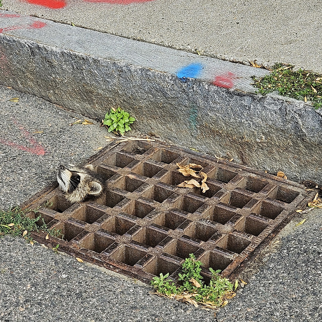 Raccoons are becoming domestic animals, but not yet pets - Cambridge Day