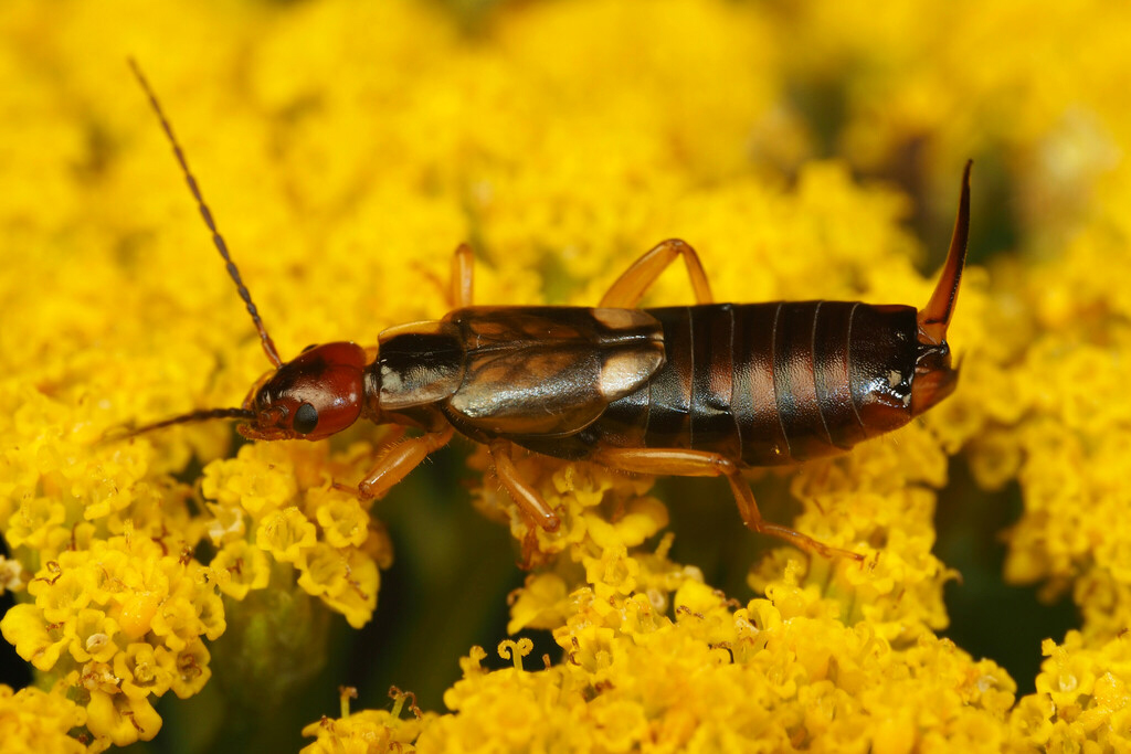 European earwigs aren't just about the pincers, and their little-used ...