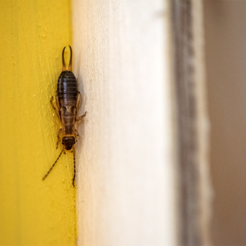 European earwigs aren't just about the pincers, and their little-used ...