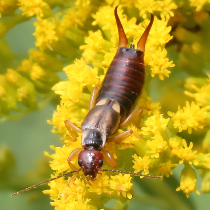 European earwigs aren't just about the pincers, and their little-used ...