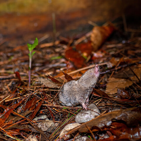 Northern short-tailed shrews are tiny but have tricks like you wouldn't ...