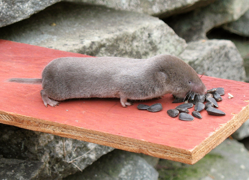 Northern short-tailed shrews are tiny but have tricks like you wouldn't ...