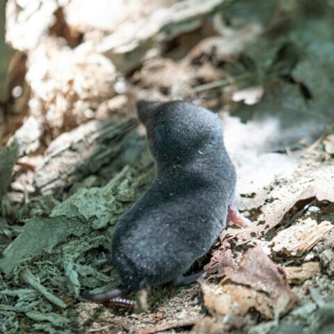 Northern short-tailed shrews are tiny but have tricks like you wouldn't ...