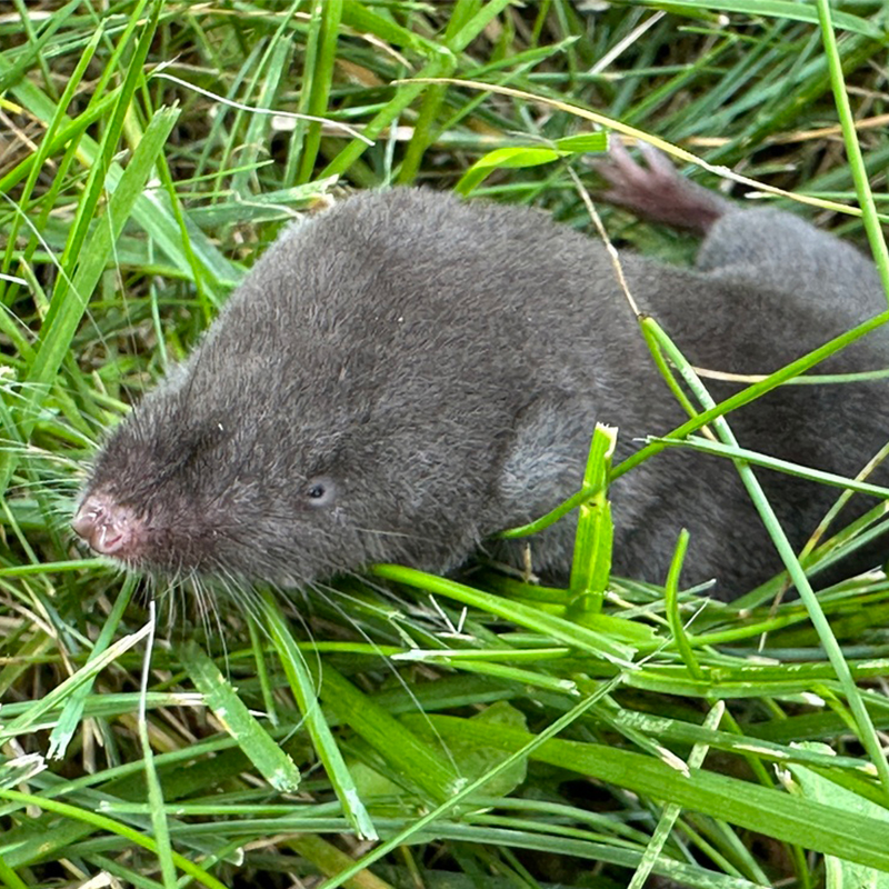 Northern short-tailed shrews are tiny but have tricks like you wouldn't ...