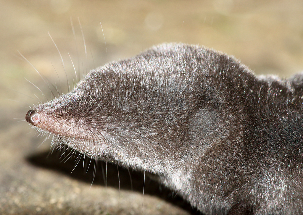 Northern short-tailed shrews are tiny but have tricks like you wouldn't ...