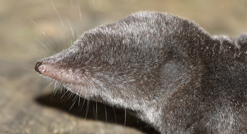 Northern short-tailed shrews are tiny but have tricks like you wouldn't ...
