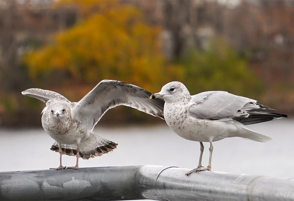 Ring-billed gulls: More than you ever thought you'd know about bird ...