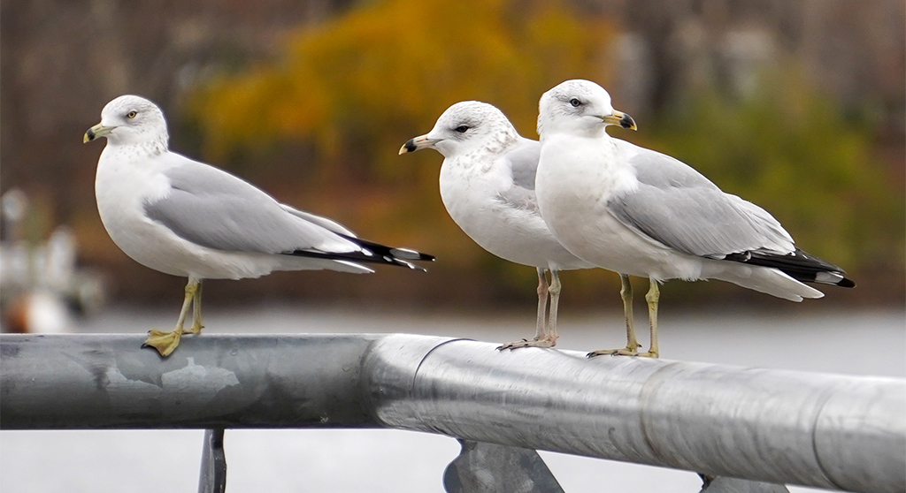 Ring-billed gulls: More than you ever thought you'd know about bird ...