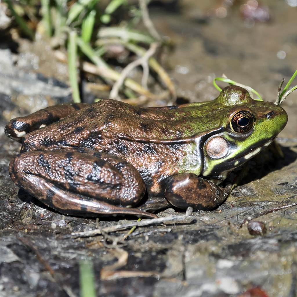 Green frogs, once known as 'screaming frogs,' rise from tadpoles, the ...