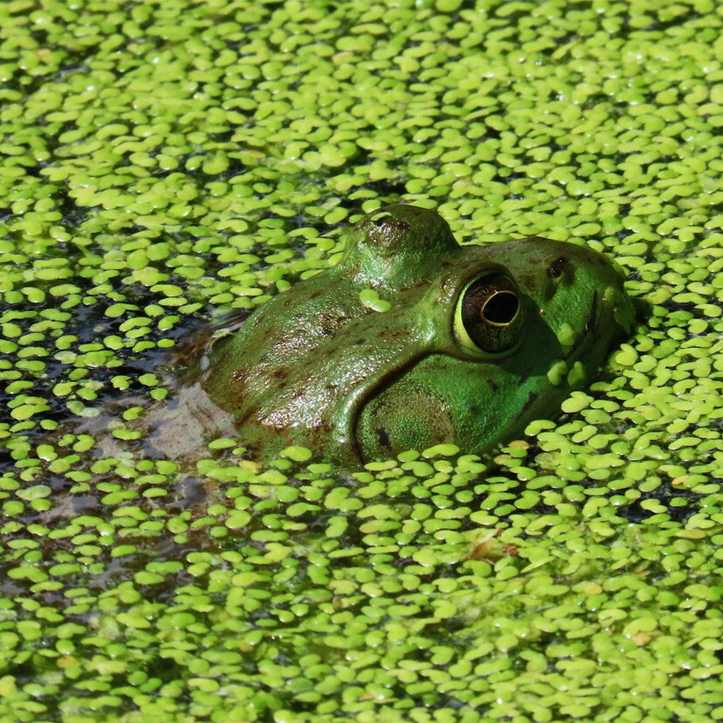Green frogs, once known as 'screaming frogs,' rise from tadpoles, the ...