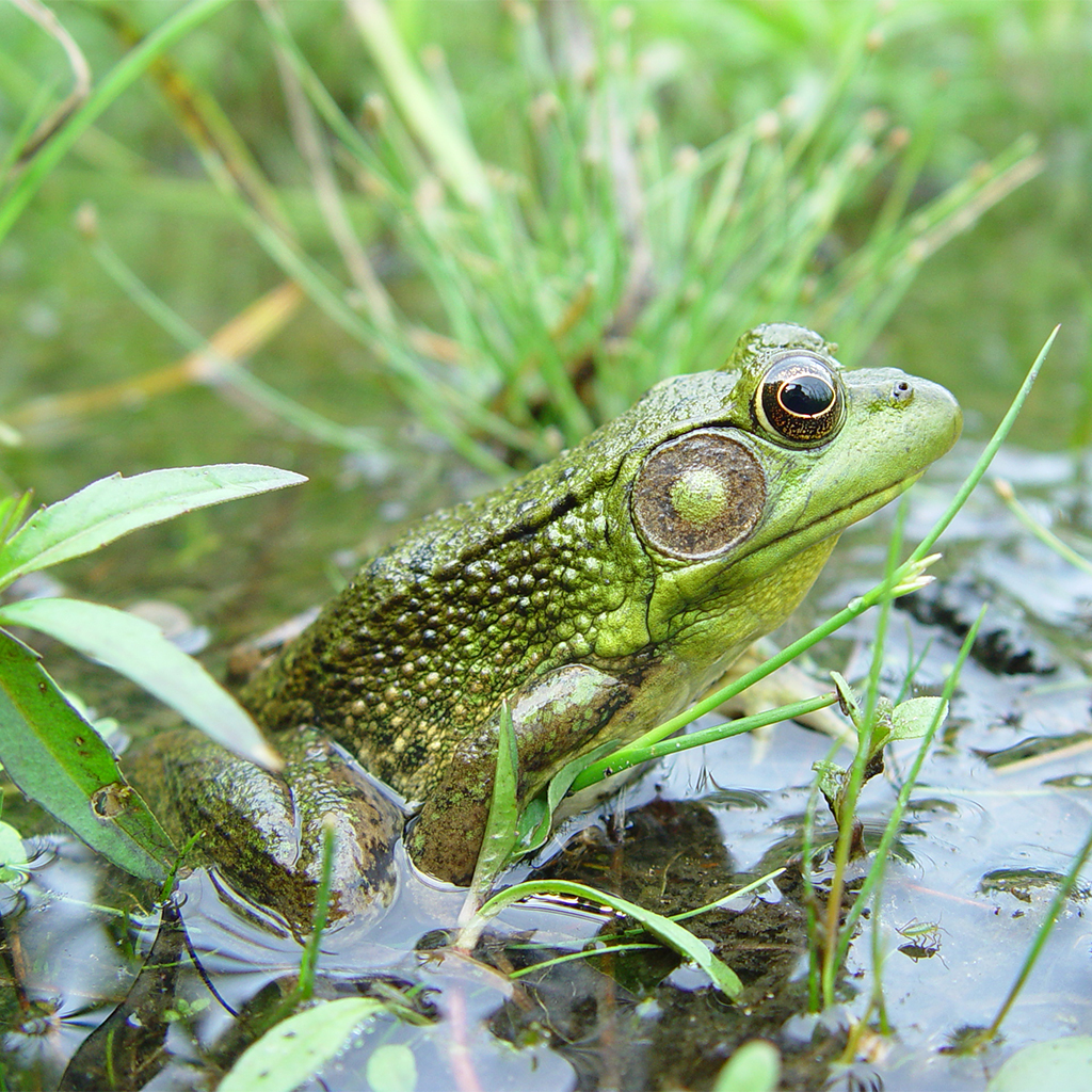 Green frogs, once known as 'screaming frogs,' rise from tadpoles, the ...