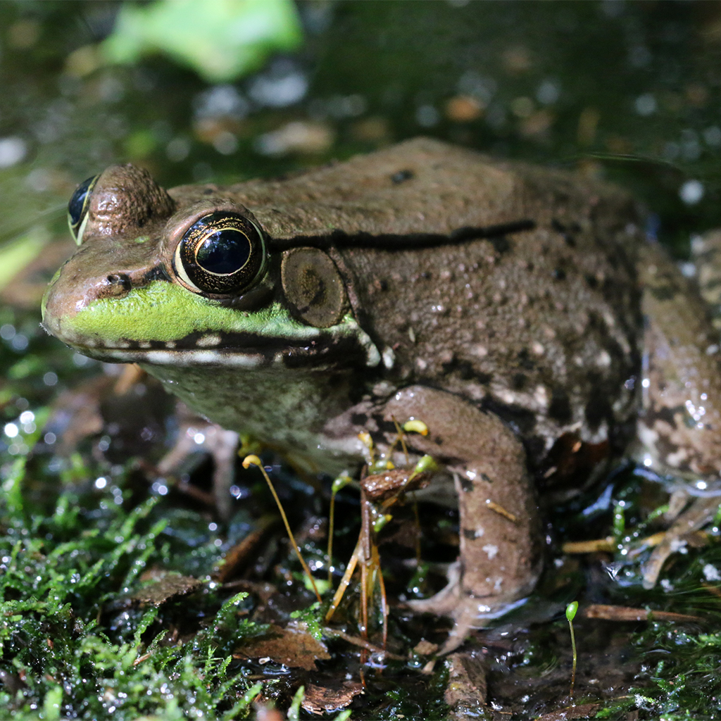 Green frogs, once known as 'screaming frogs,' rise from tadpoles, the ...