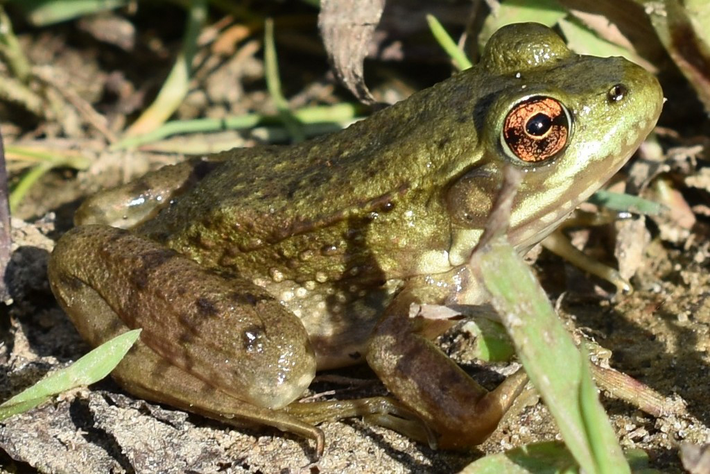 Green frogs, once known as 'screaming frogs,' rise from tadpoles, the ...