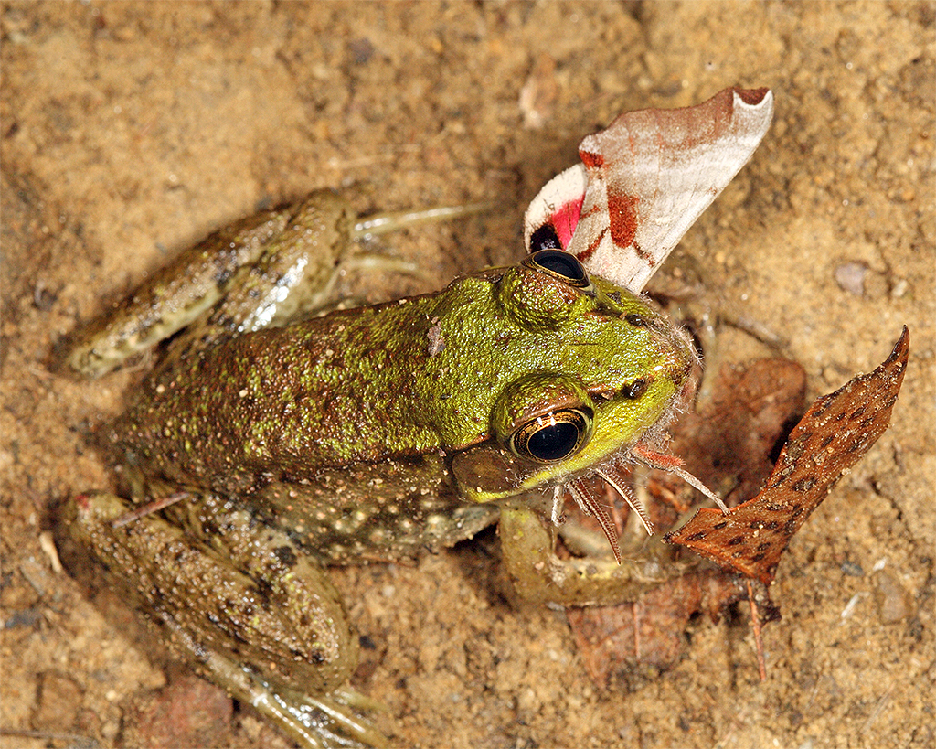 Green frogs, once known as 'screaming frogs,' rise from tadpoles, the ...