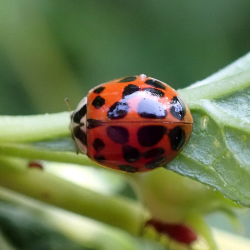Lady beetles, or is it ladybugs? The critters' name alights from ...