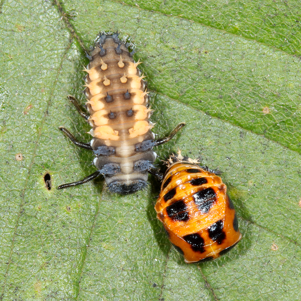 Lady beetles, or is it ladybugs? The critters' name alights from ...