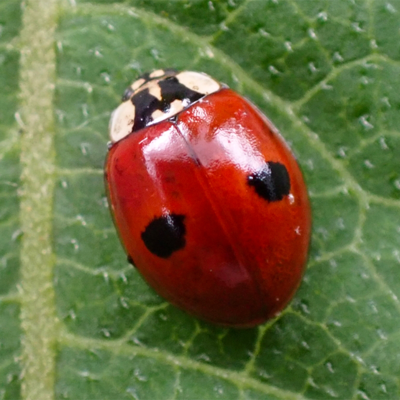 Lady beetles, or is it ladybugs? The critters' name alights from ...