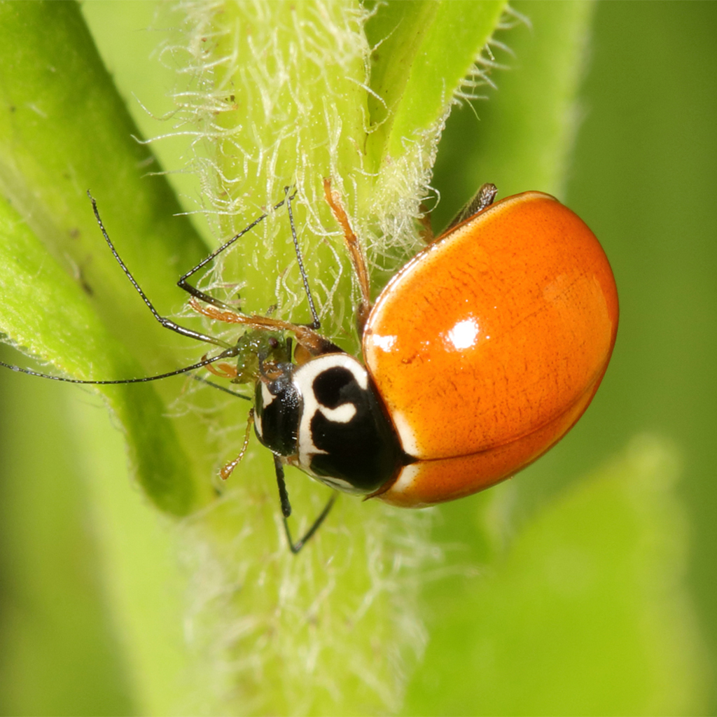 Lady beetles, or is it ladybugs? The critters' name alights from ...
