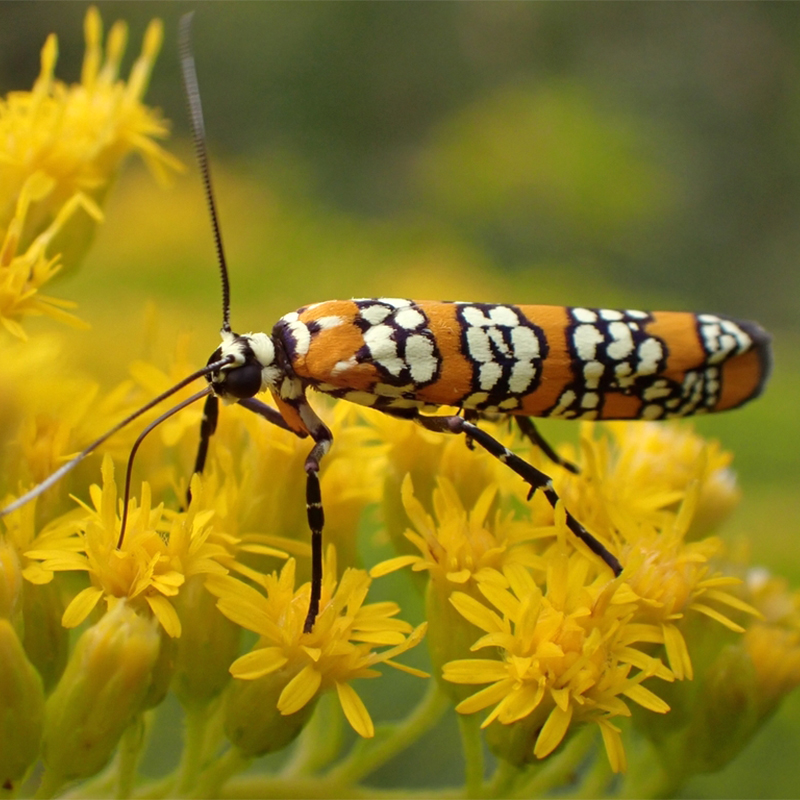 Eating from trees that reproduce uncontrollably, the Ailanthus webworm ...