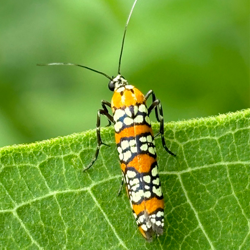 Eating from trees that reproduce uncontrollably, the Ailanthus webworm ...