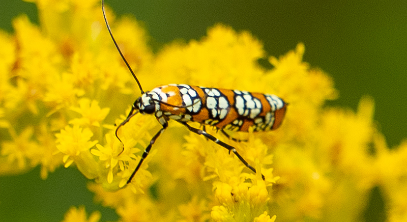 Eating from trees that reproduce uncontrollably, the Ailanthus webworm ...