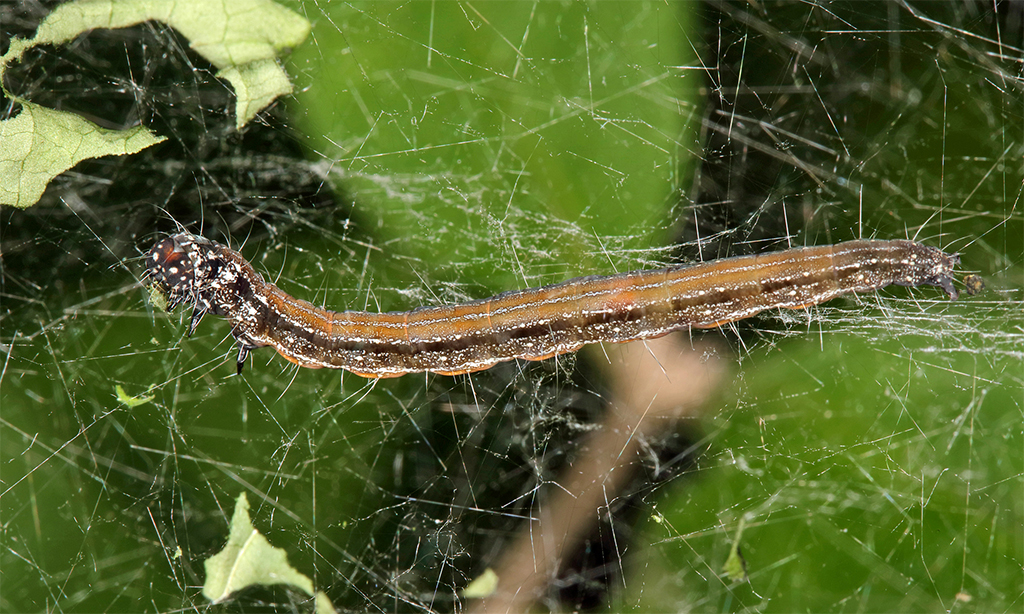 Eating from trees that reproduce uncontrollably, the Ailanthus webworm ...