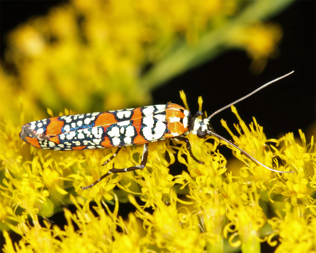 Eating from trees that reproduce uncontrollably, the Ailanthus webworm ...