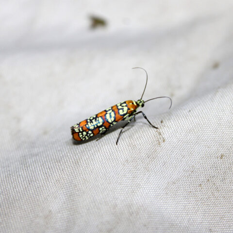 Eating from trees that reproduce uncontrollably, the Ailanthus webworm ...