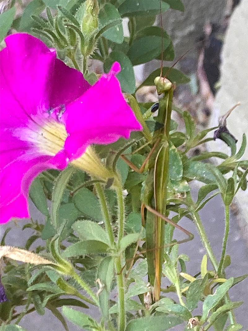 Eating from trees that reproduce uncontrollably, the Ailanthus webworm ...