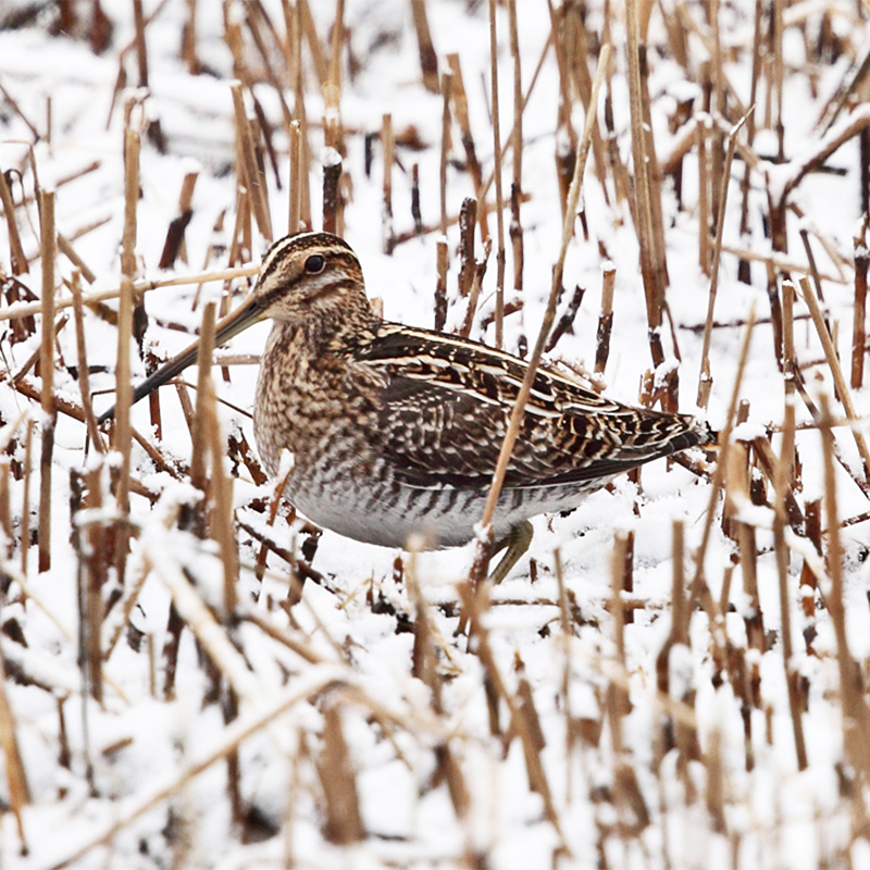 Wilson’s snipe is real, and once it was real controversial in Cambridge ...