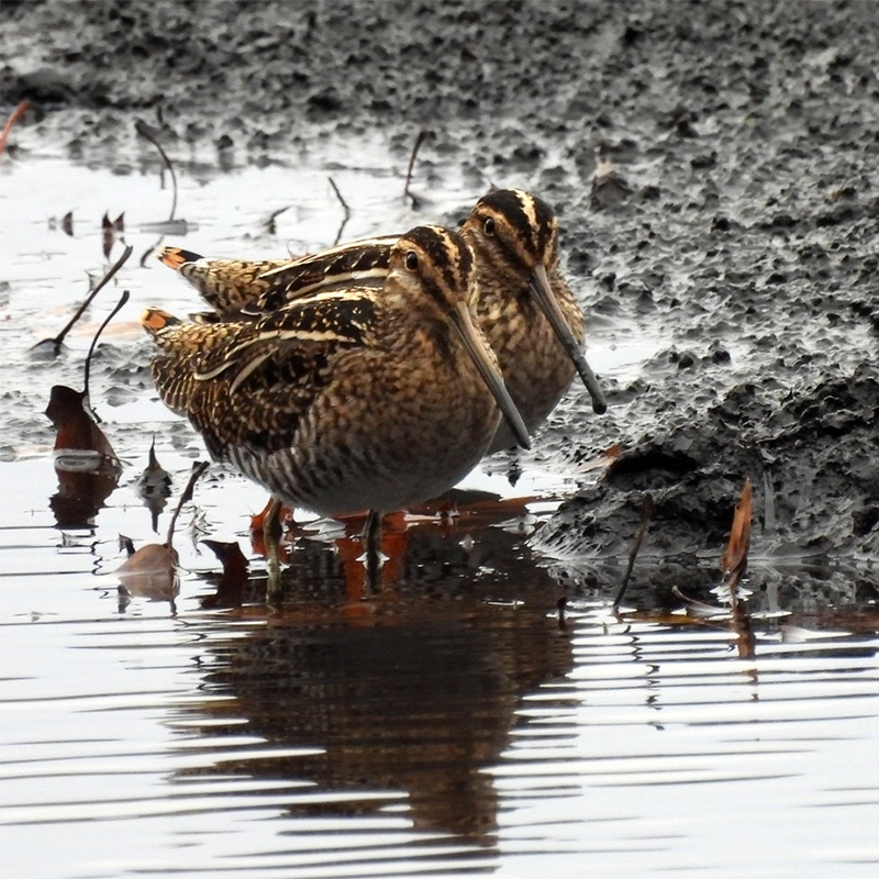 Wilson’s snipe is real, and once it was real controversial in Cambridge ...