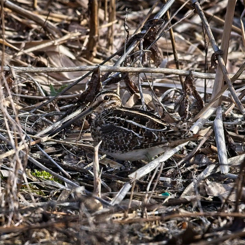 Wilson’s snipe is real, and once it was real controversial in Cambridge ...