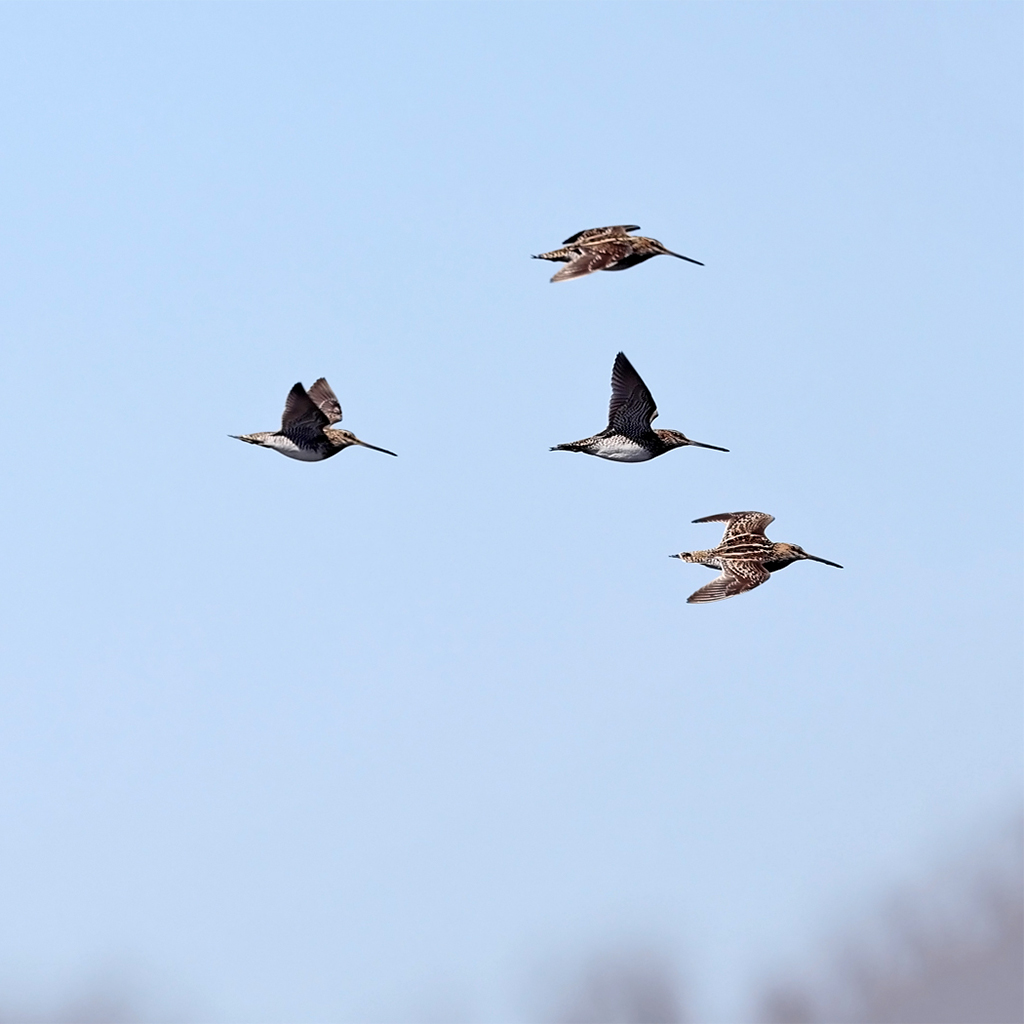 Wilson’s snipe is real, and once it was real controversial in Cambridge ...