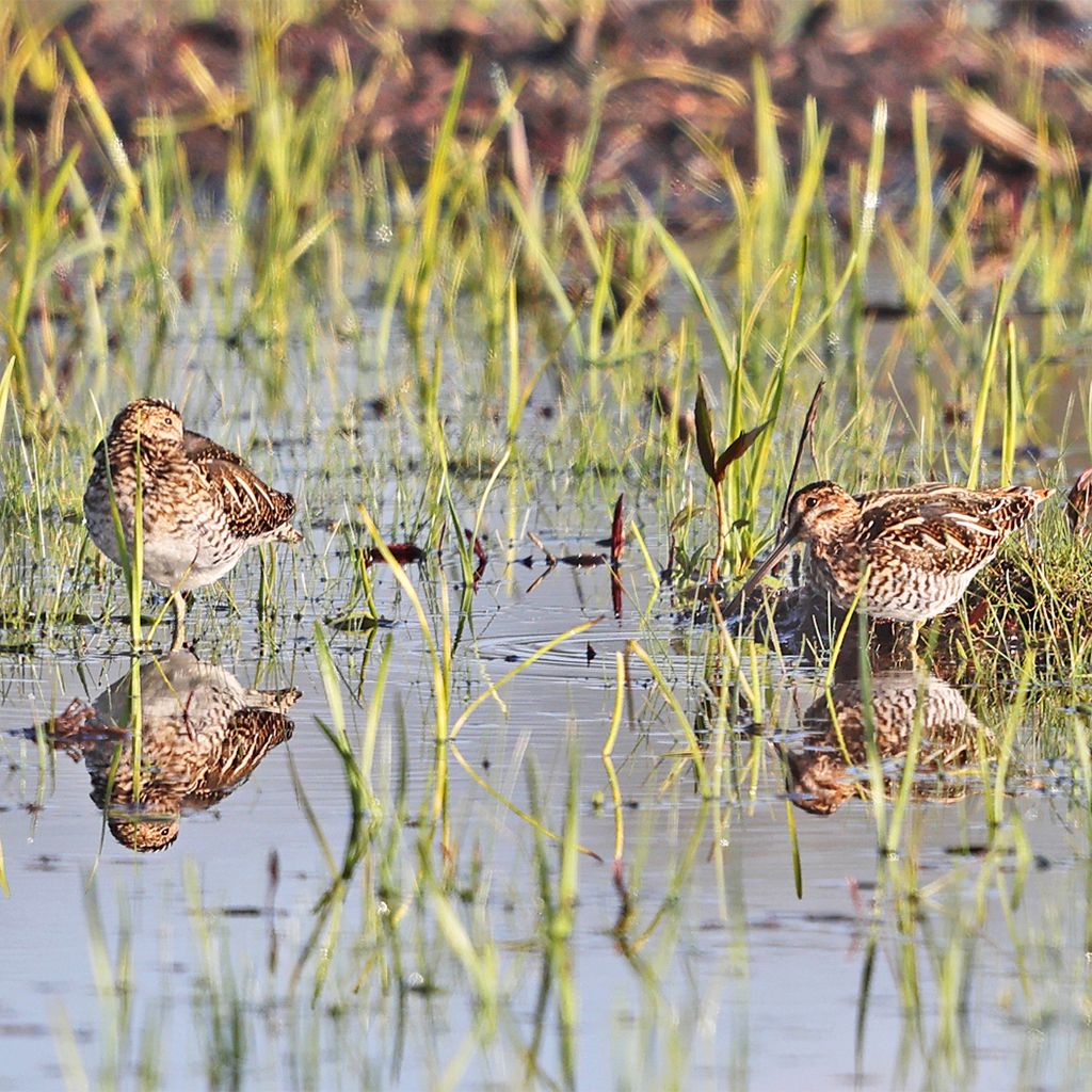 Wilson’s snipe is real, and once it was real controversial in Cambridge ...