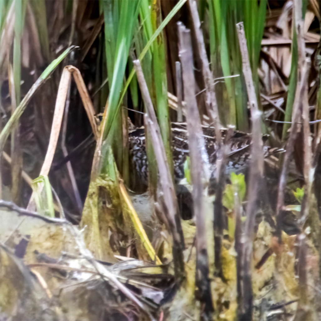 Wilson’s snipe is real, and once it was real controversial in Cambridge ...