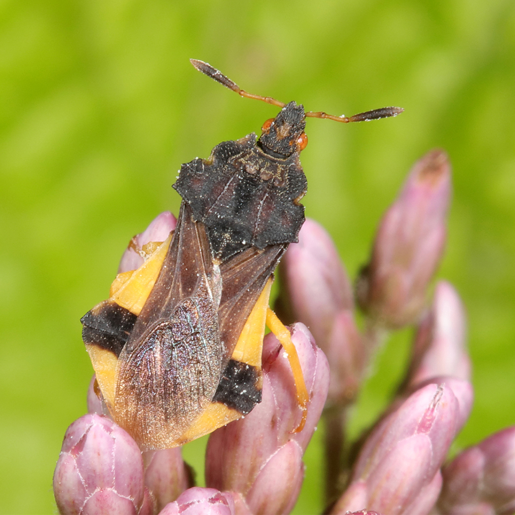 Ambush bugs are just assassin bugs who hide, gripping larger prey tight and injecting venom ...