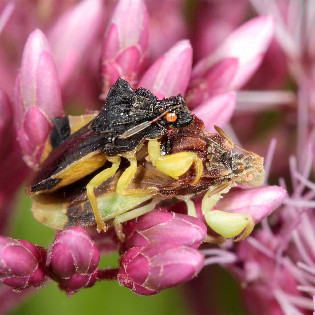 Ambush bugs are just assassin bugs who hide, gripping larger prey tight ...