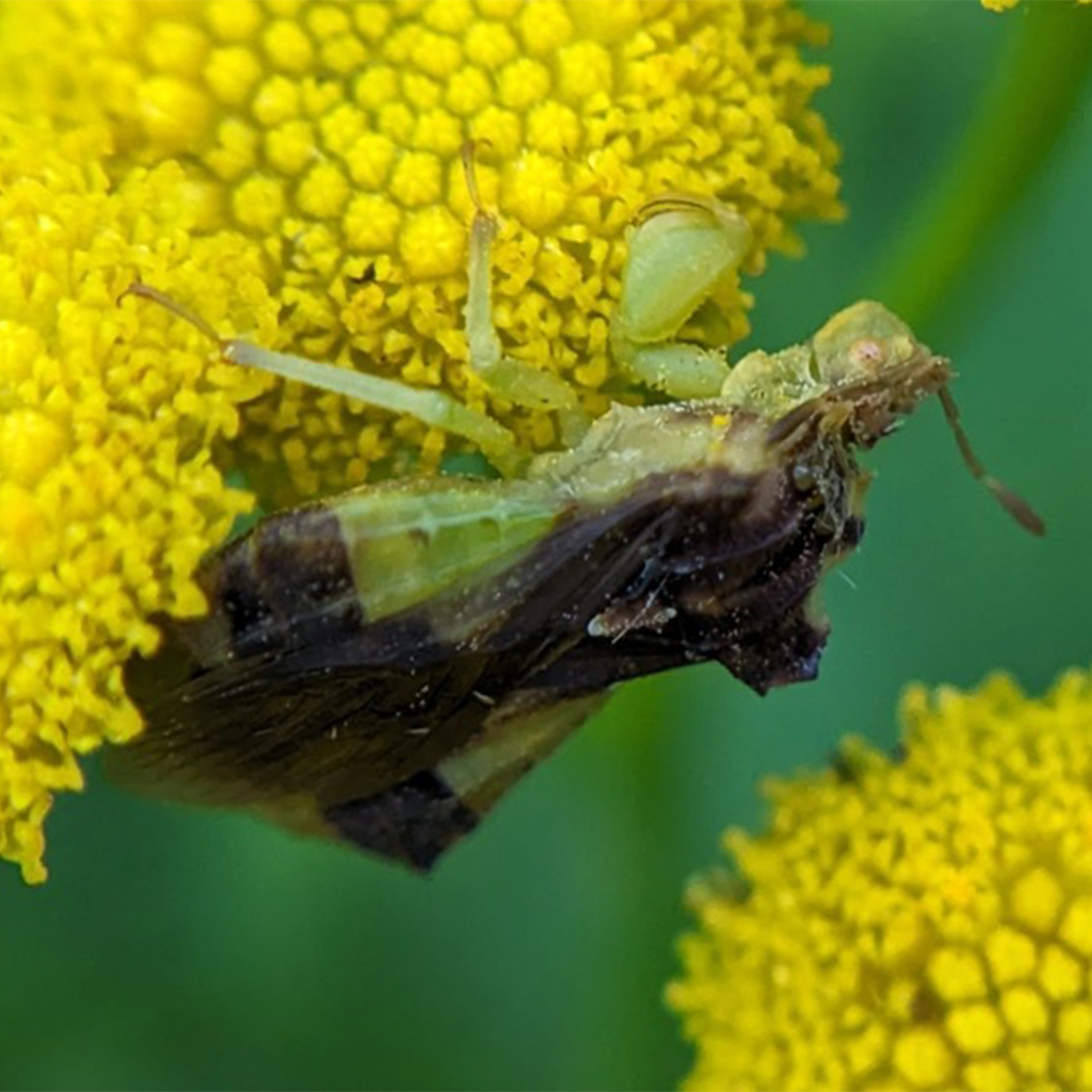 Ambush bugs are just assassin bugs who hide, gripping larger prey tight ...