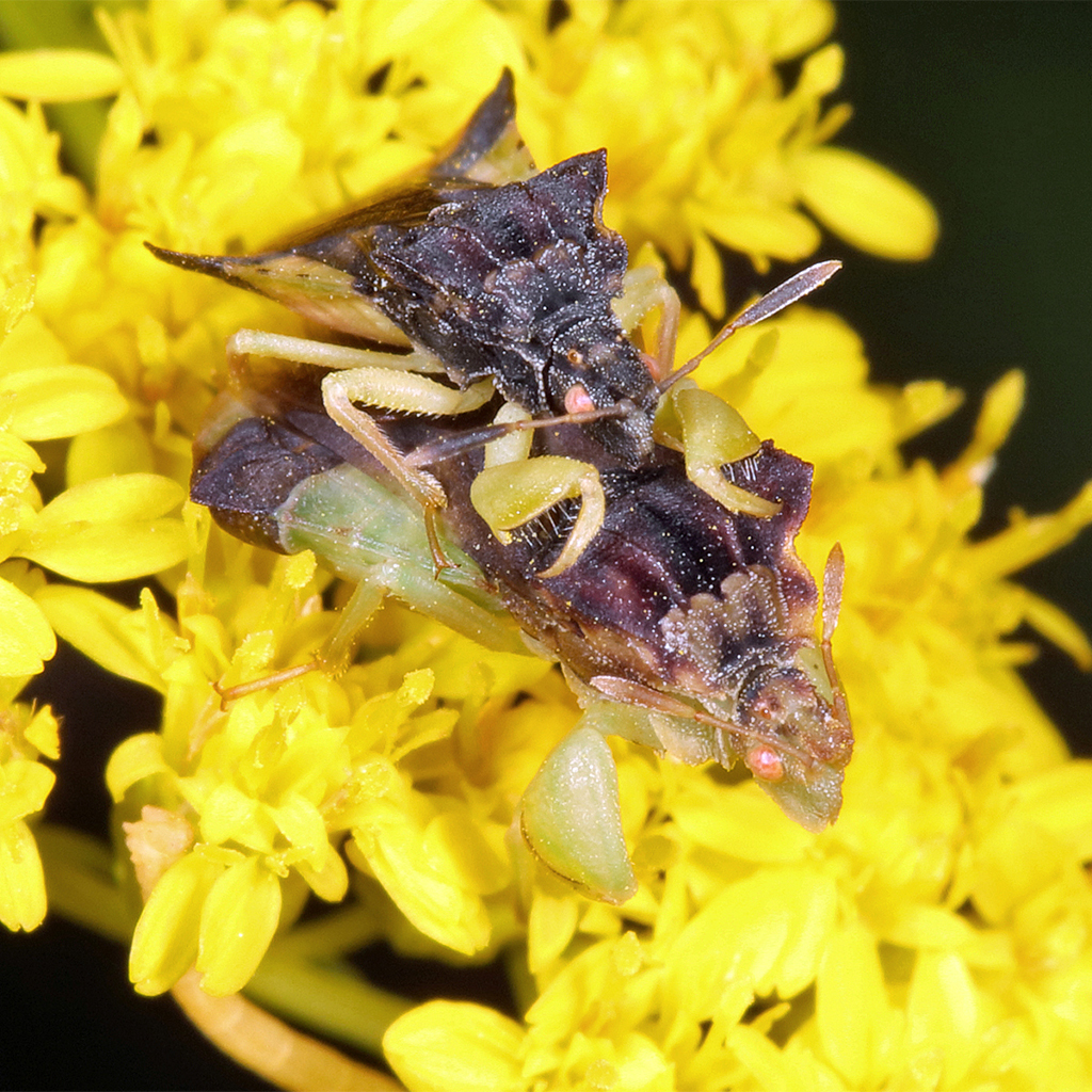 Ambush bugs are just assassin bugs who hide, gripping larger prey tight and injecting venom ...