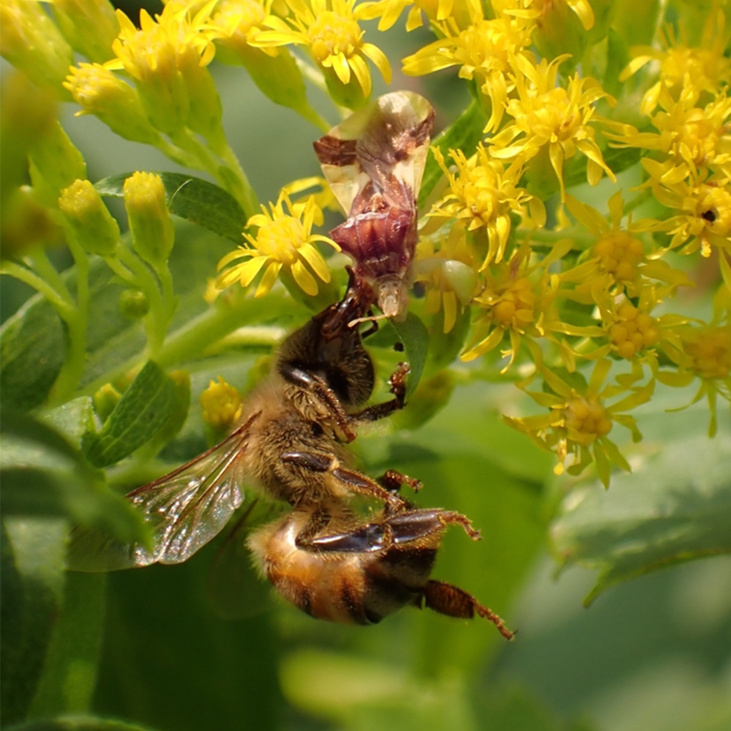 Ambush bugs are just assassin bugs who hide, gripping larger prey tight ...