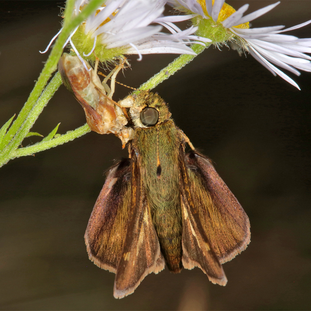 Ambush bugs are just assassin bugs who hide, gripping larger prey tight ...
