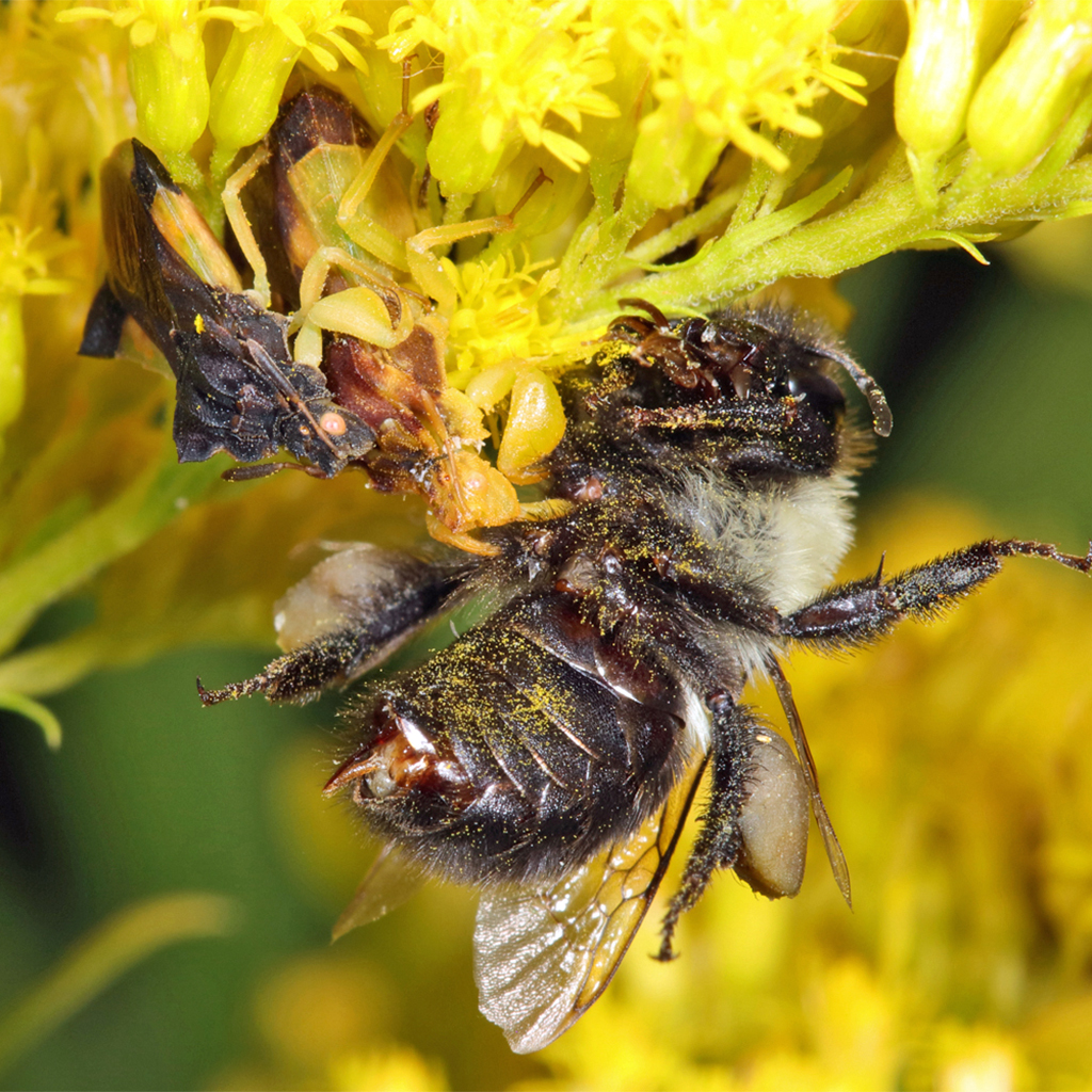 Ambush bugs are just assassin bugs who hide, gripping larger prey tight ...