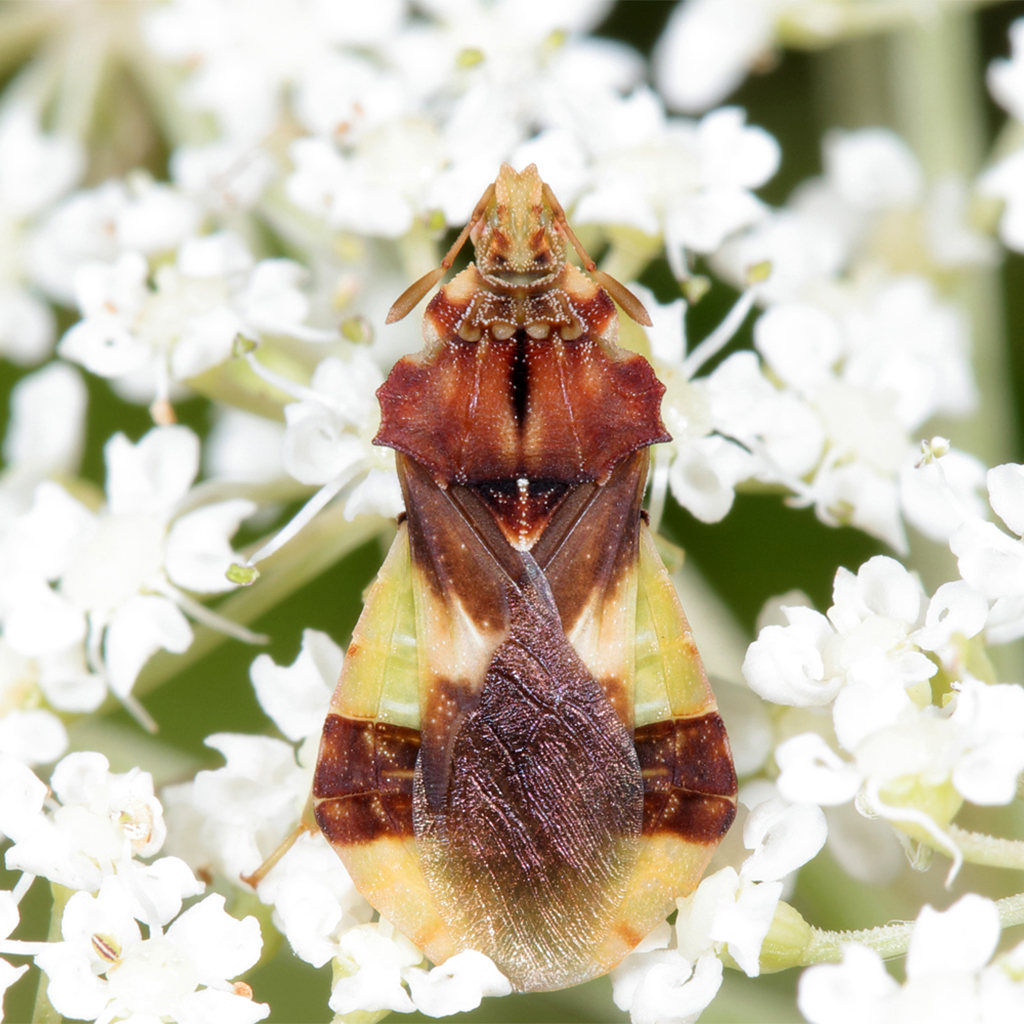 Ambush bugs are just assassin bugs who hide, gripping larger prey tight ...
